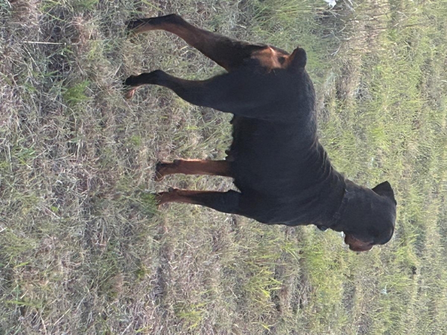 Pure breed Rottweiler puppy 1boy